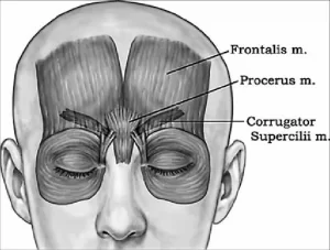 Anatomy Archives - Page 15 of 15 - Mobility Physiotherapy Clinic