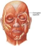 Corrugator Supercilli Muscle details : origin, insertion and its action