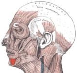 Depressor Labii Inferioris Muscle - origin, insertion and exercises