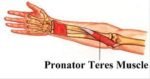 Pronator Teres Muscle Anatomy - origin, insertion and exercise
