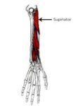 Supinator muscle :- Samarpan Physiotherapy Clinic Ahmedabad