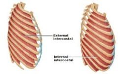 Risorius Muscle Anatomy - Origin, Insertion and Exercises