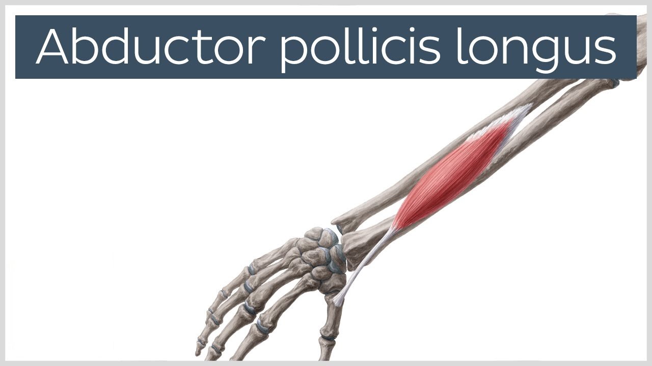 Abductor Pollicis Longus Muscle Origin, Insertion, Action
