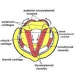 Muscle Contraction - Physiology, Types, Functions, Testing