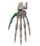 Opponens pollicis muscle details - origin, insertion and action