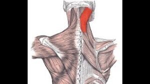 Muscles on Back Of Neck - Anatomy, Origin, Insertion, Action