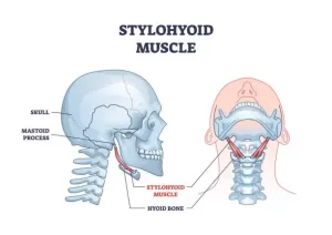 Sternocleidomastoid muscle :- Anatomy, Function, Exercise Mobile Physio