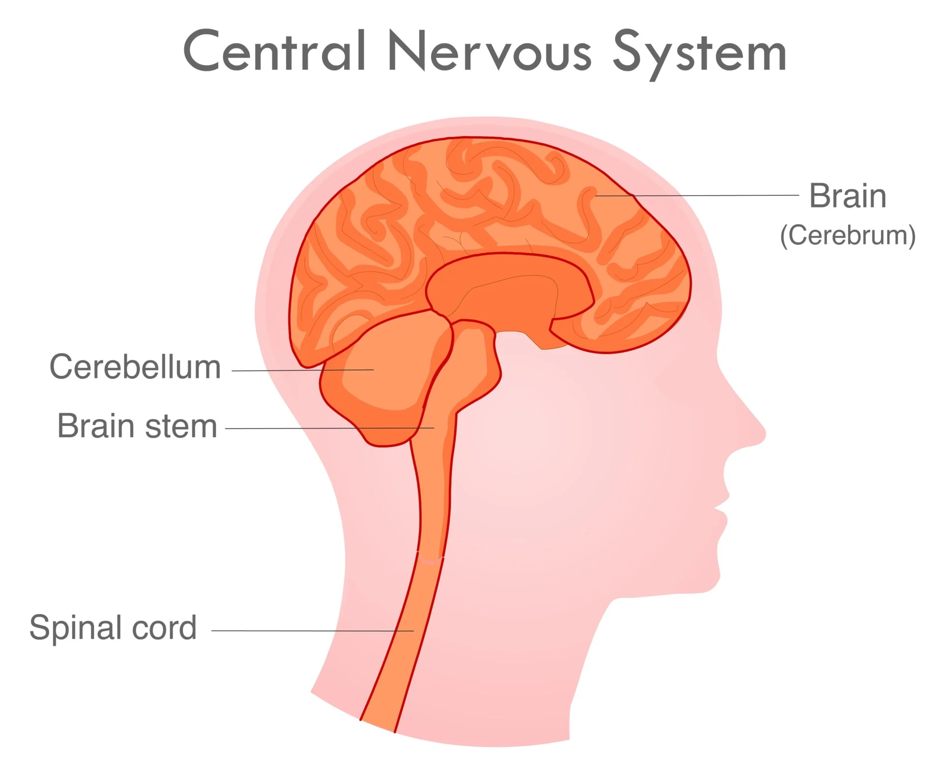 Central Nervous System CNS Structure Function Central Nervous System CNS Structure Function
